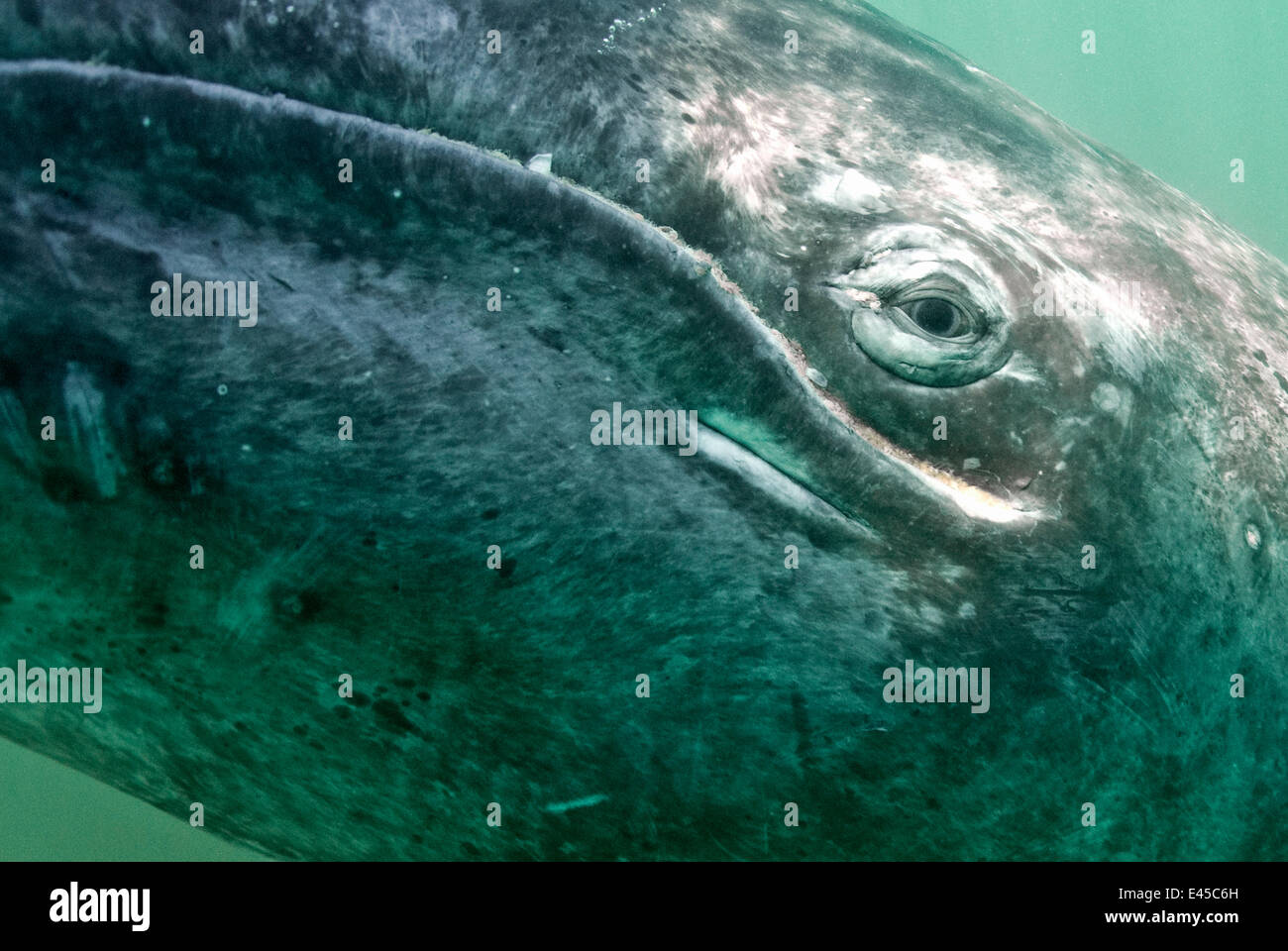 Grey whale (Eschrichtius robustus), San Ignacio Lagoon, Baja California ...