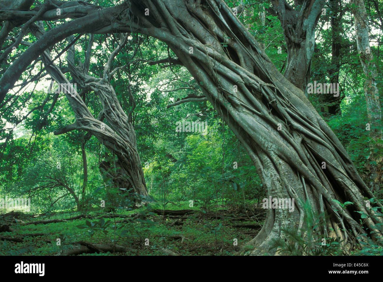 Strangler fig roots growing up trees in Dry forest in Guanacaste, Costa ...