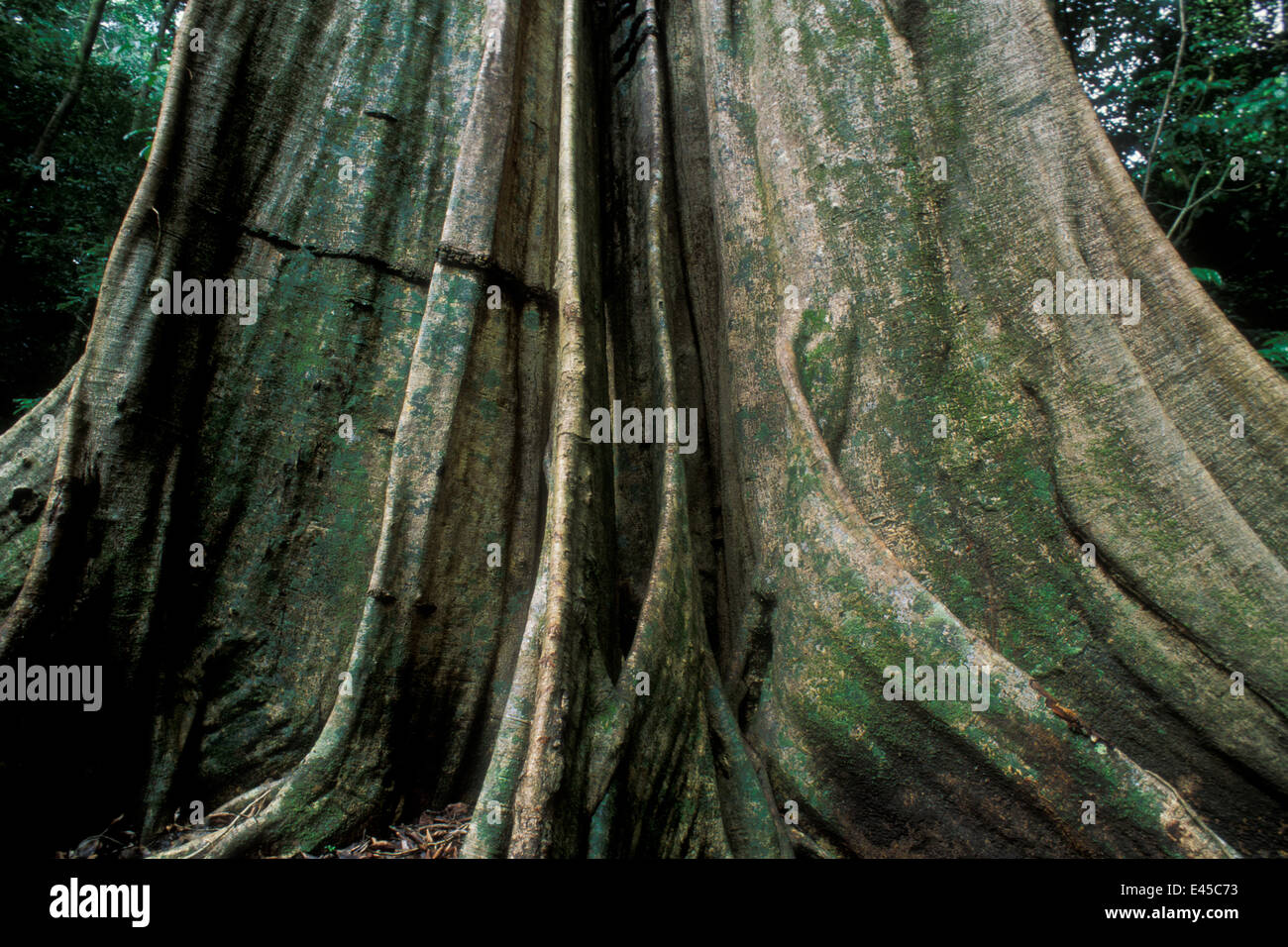 Buttress roots of giant tree in rainforest, Tortuguero NP, Costa Rica ...