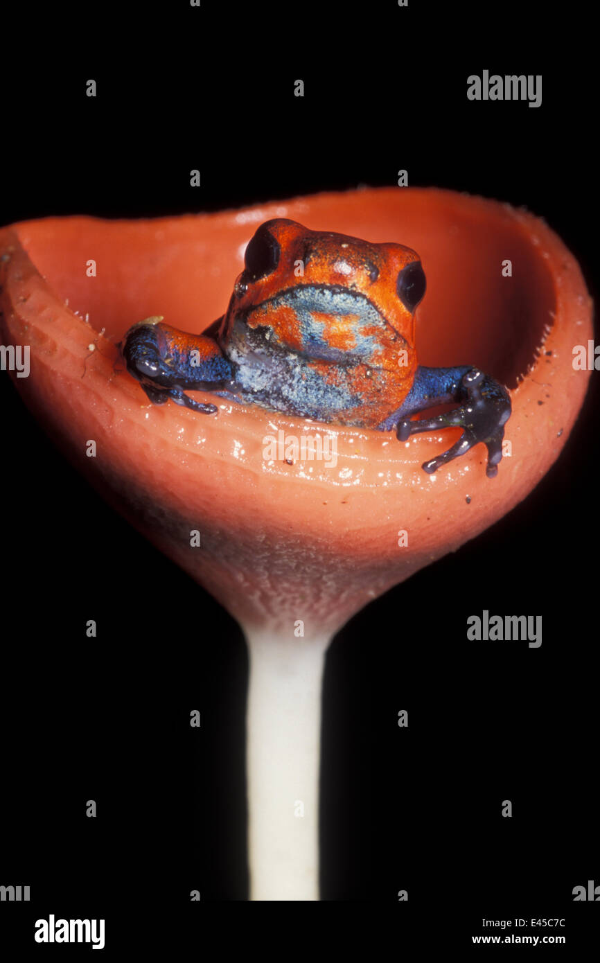 Toadstool frog hi-res stock photography and images - Alamy