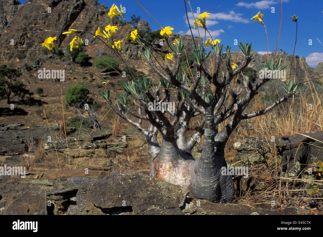 Elephants Foot Hi Res Stock Photography And Images Alamy