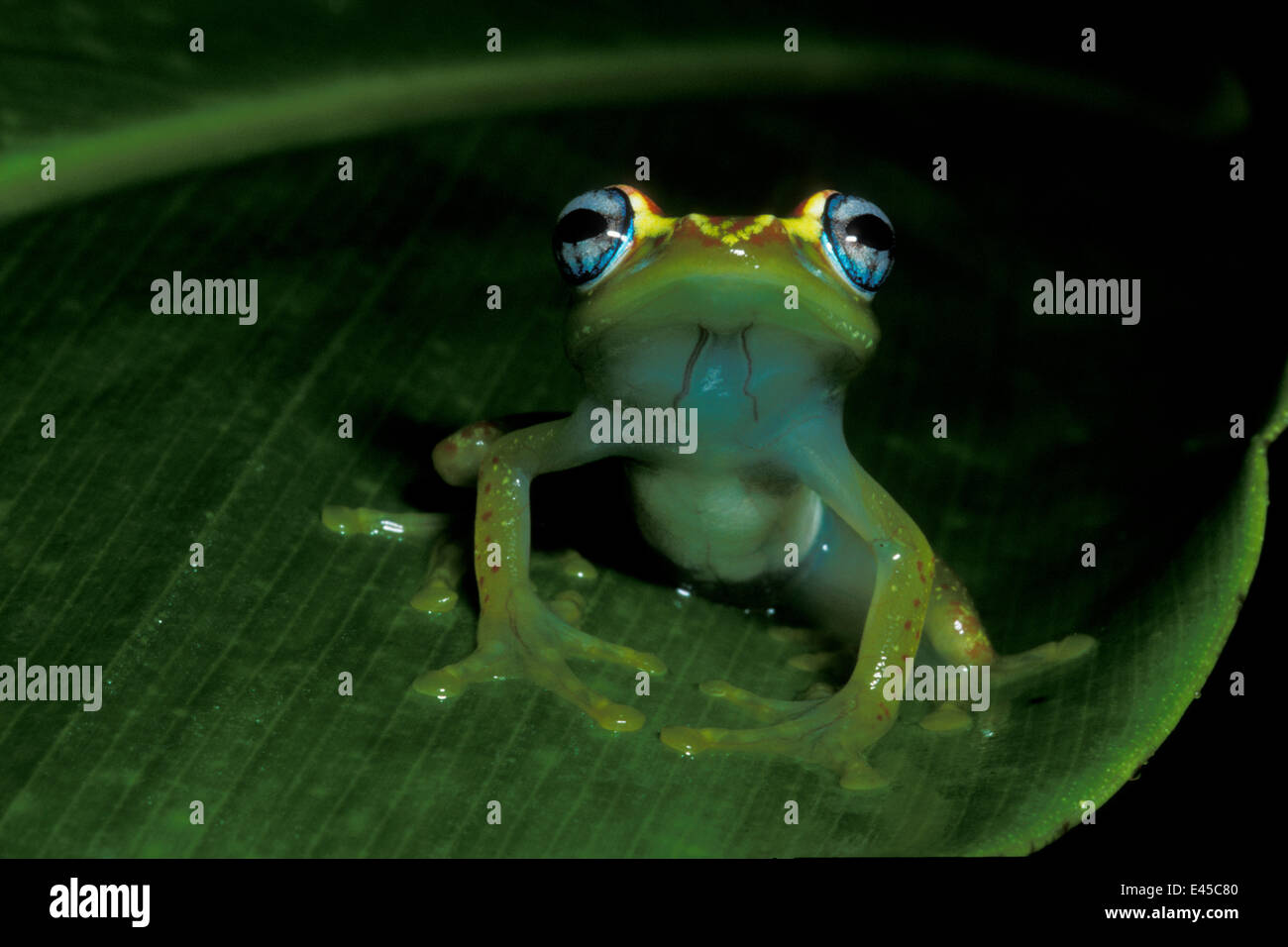 Endemic frog (Mantidactylus liber) on leaf in rainforest, Andasibe ...