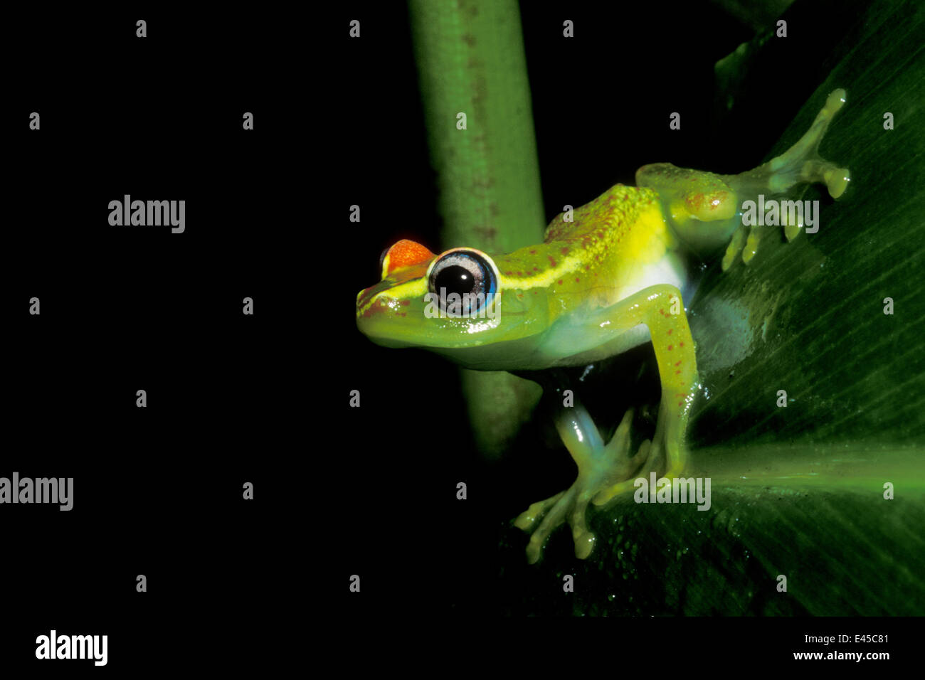 Endemic frog (Mantidactylus liber) at night in rainforest, Andasibe ...