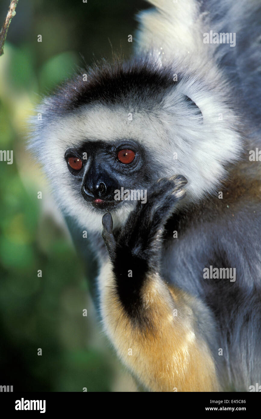 Diademed Sifaka (Propithecus diadema diadema) in tropical rainforest ...