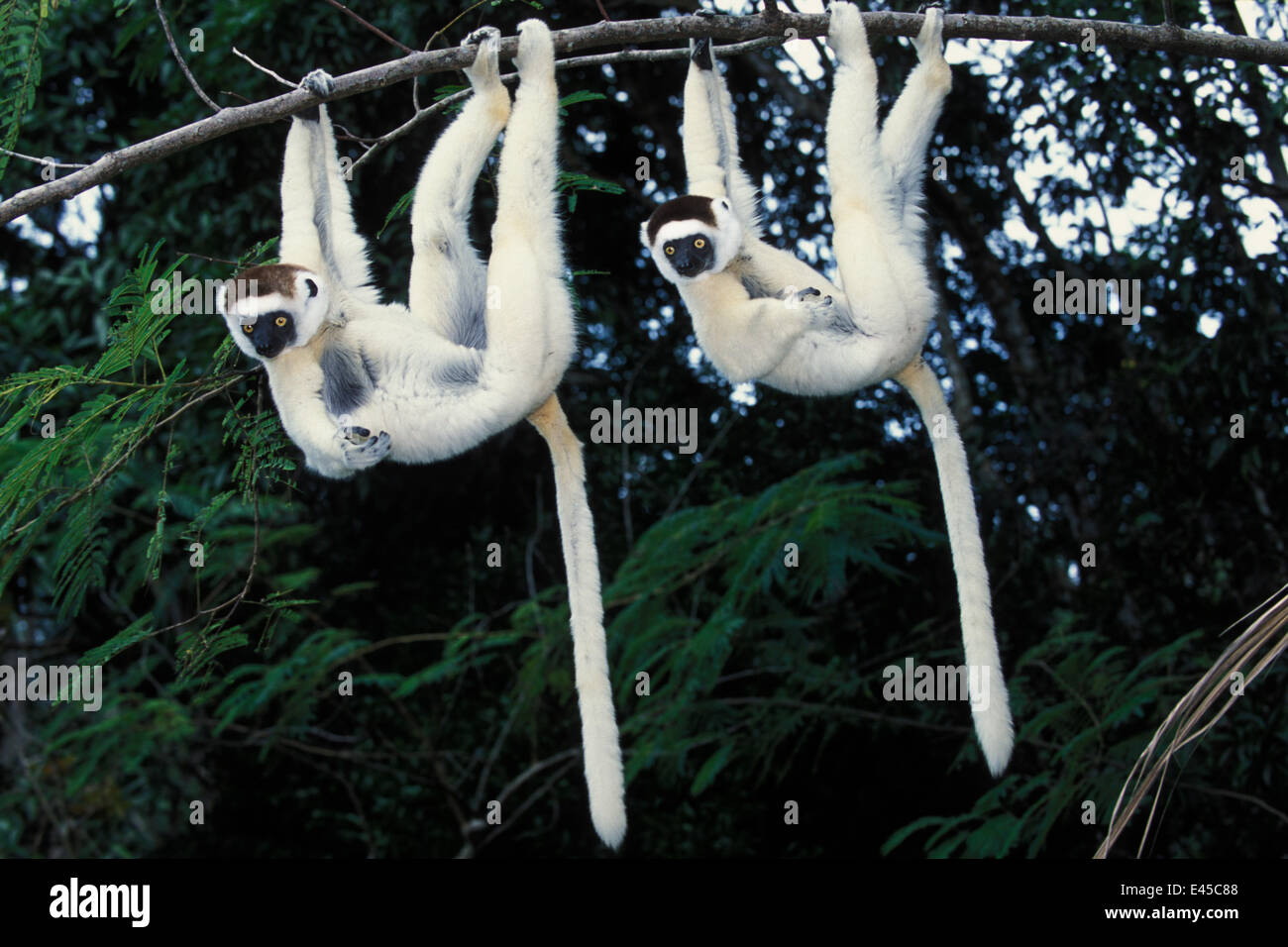 Two Verreaux's sifakas (Propithecus verreauxi) hanging from a branch ...