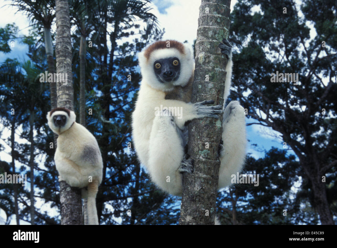 Two Verreaux's sifakas (Propithecus verreauxi) on trees, Nahampoana ...