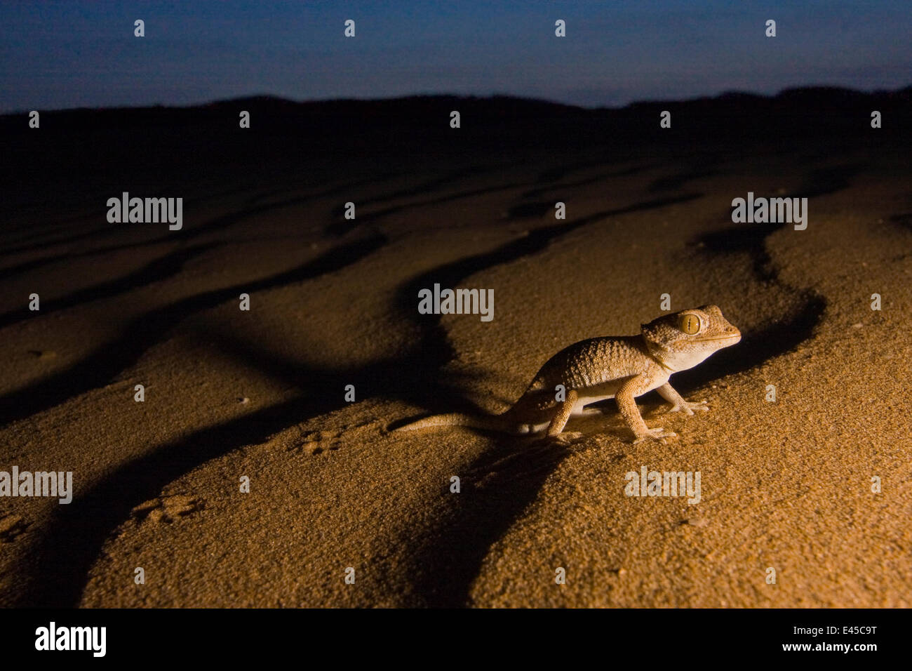 Helmethead gecko (Gekonia chazalie) walking on dunes at night. Endemic ...