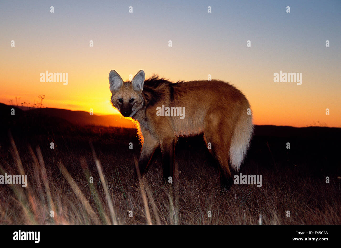 Maned wolf (Chrysocyon brachyurus) in its natural habitat, at sunset ...