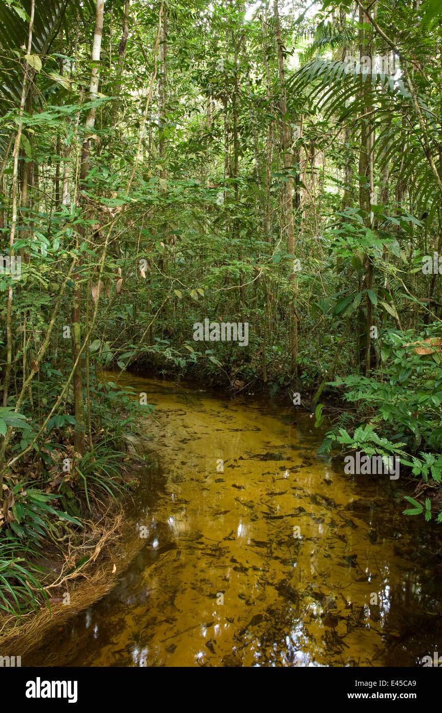Northern amazon rainforest hi-res stock photography and images - Alamy