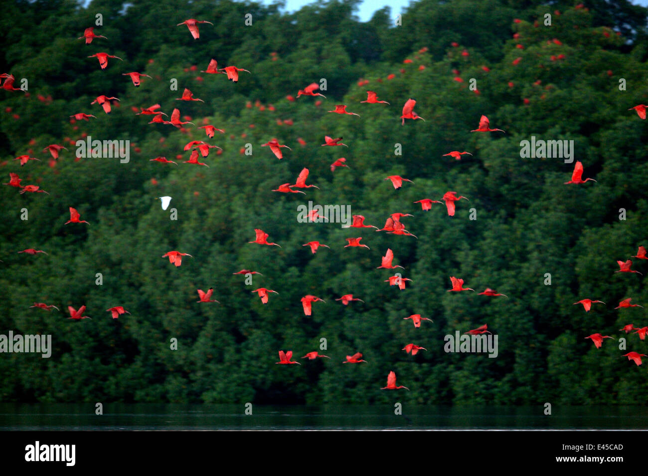 Scarlet ibis (Eudocimus ruber) and Snowy egret {Egretta thula} flying ...