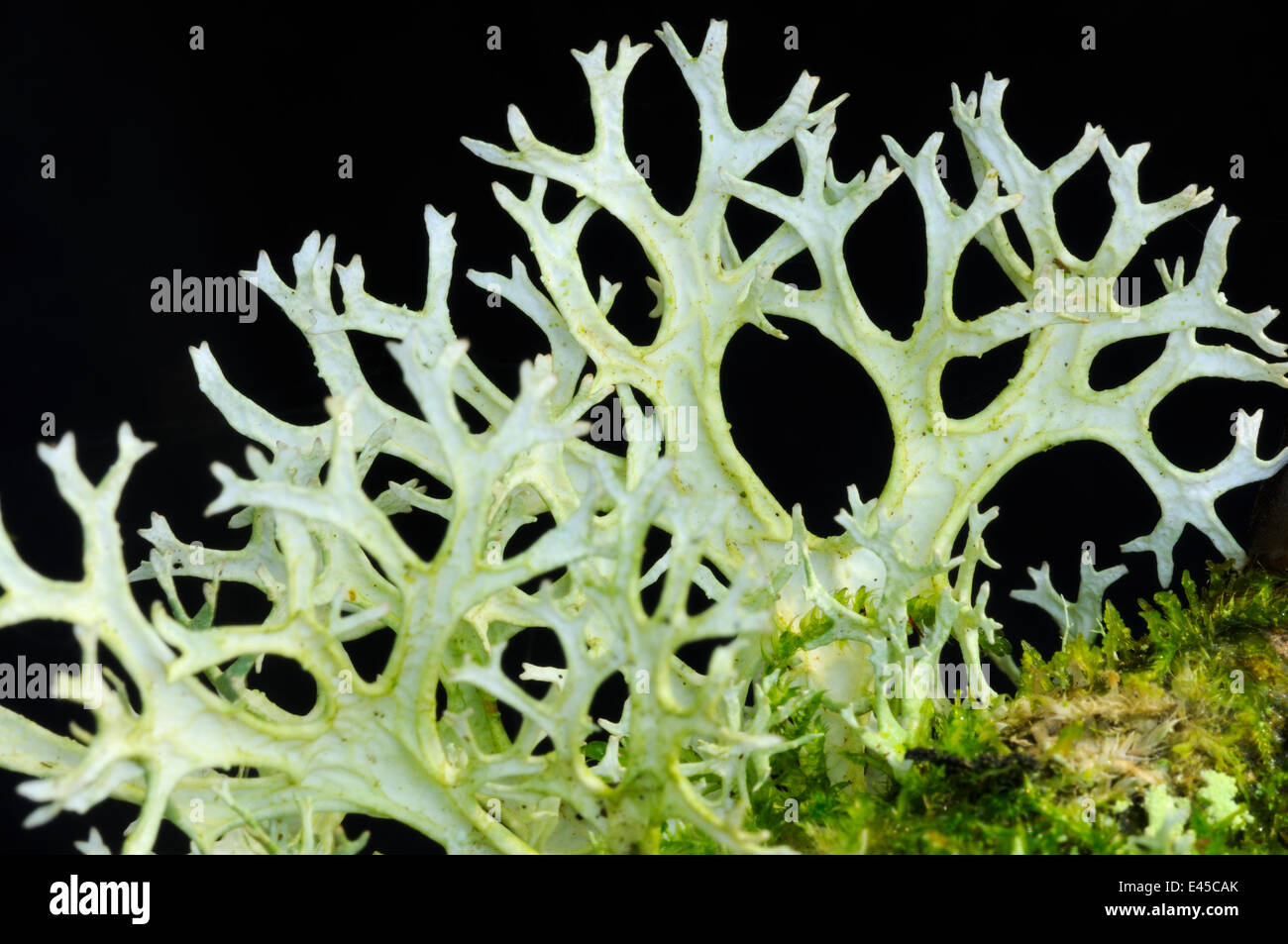 'Oakmoss' lichen {Evernia prunastri} on oak tree branch, Exmoor ...