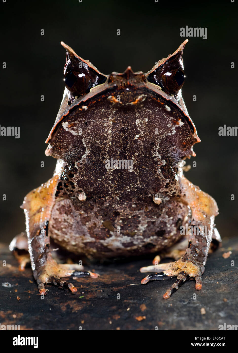 Bornean horned frog (Megophrys nasuta) on forest floor. Danum Valley ...