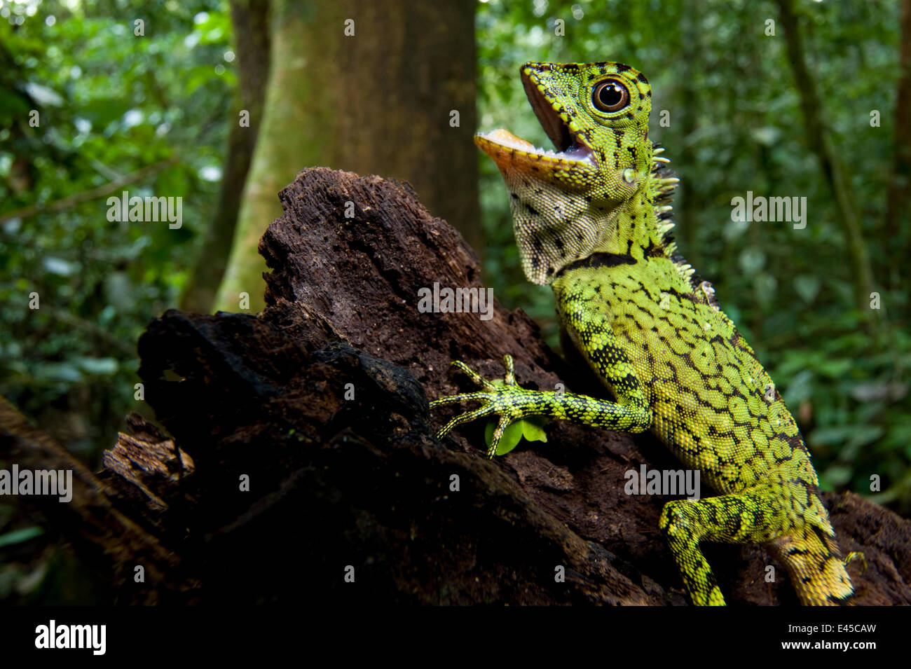 Bornean angle-headed lizard (Gonocephalus bornensis) with mouth open in ...