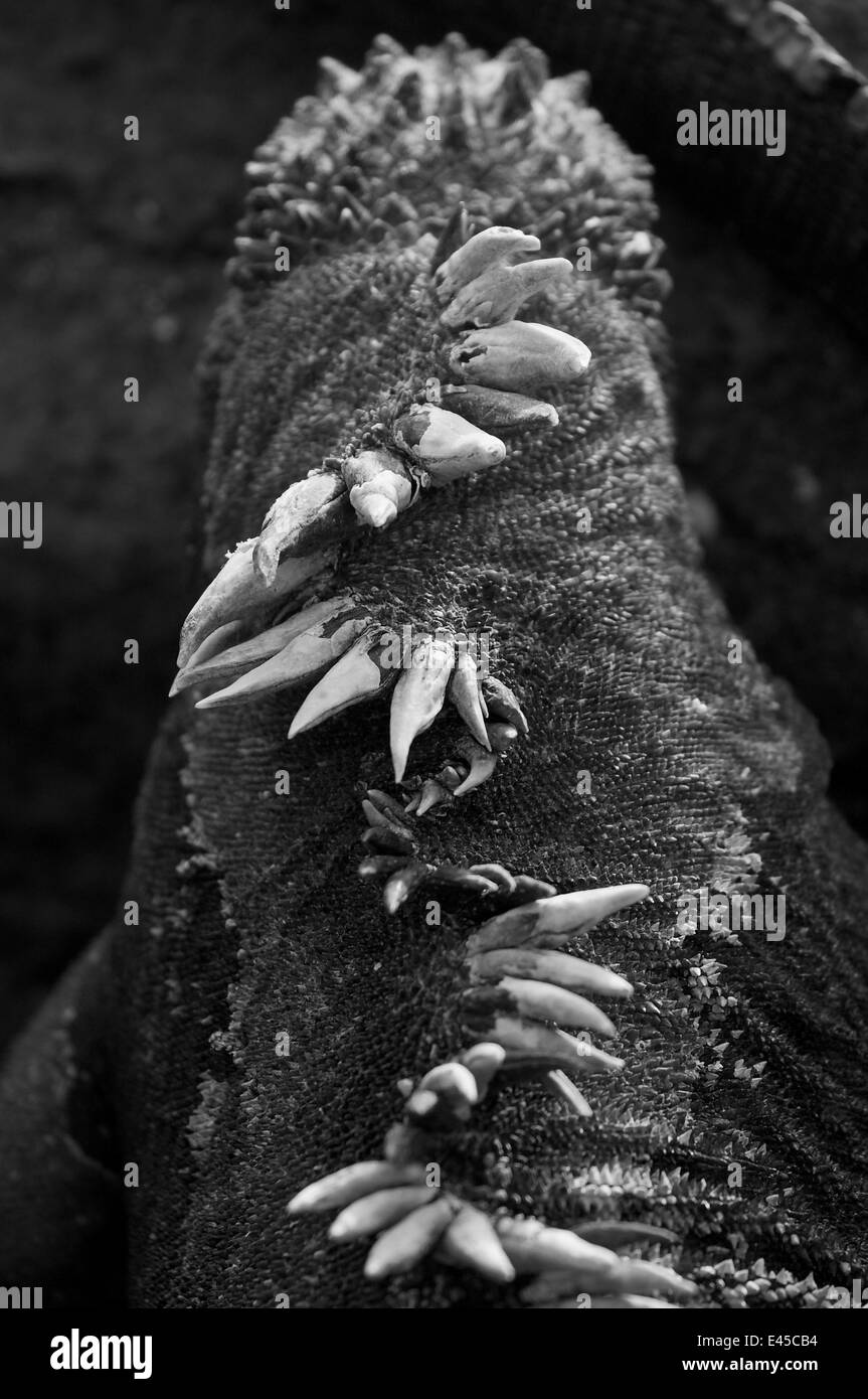 Marine vertebrate Black and White Stock Photos & Images - Alamy