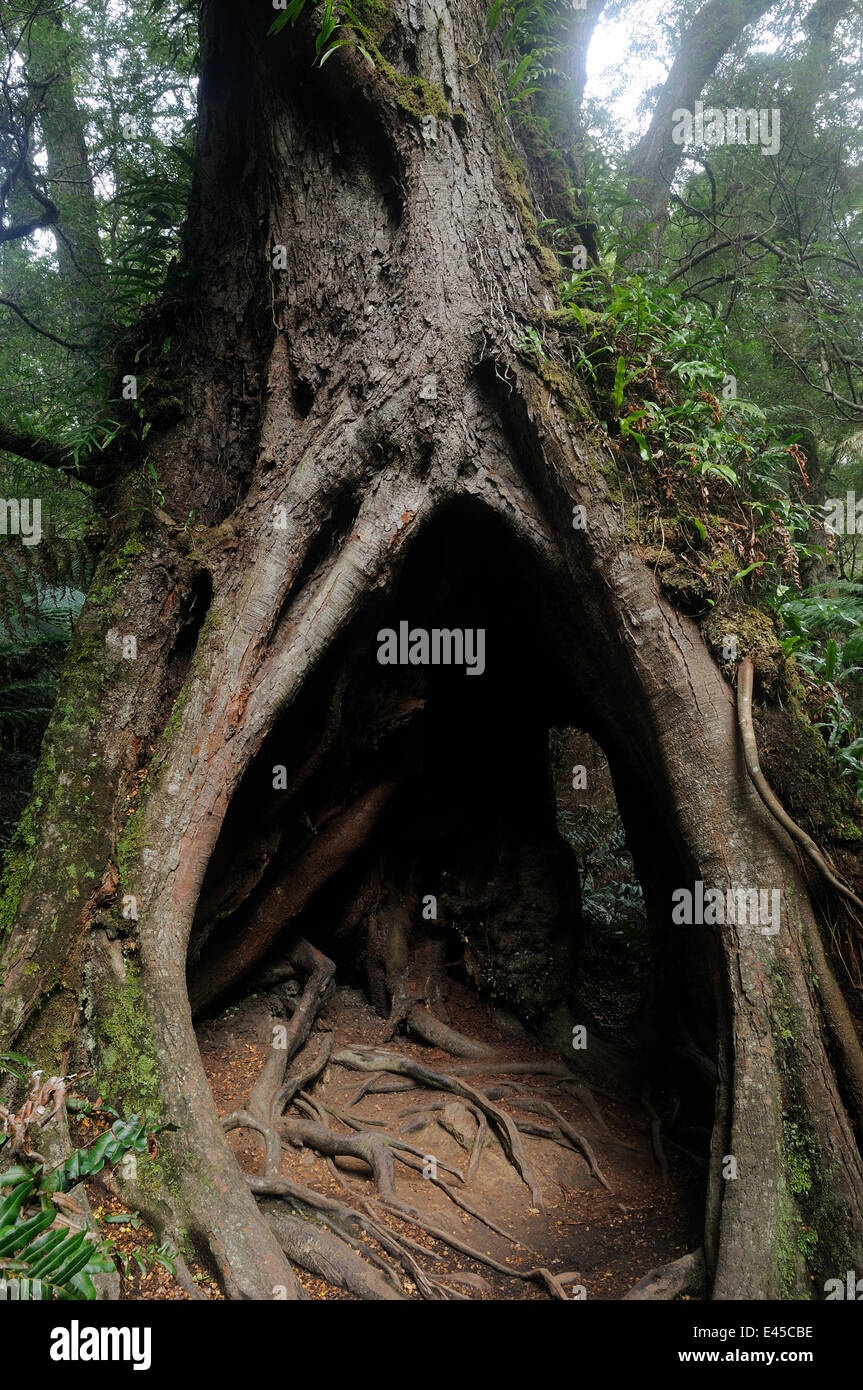Myrtle beech (nothofagus cunninghamii) hi-res stock photography and ...