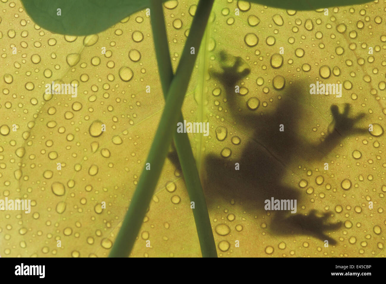 Frog shadow on leave, rainforest habitat, Costa Rica Stock Photo - Alamy