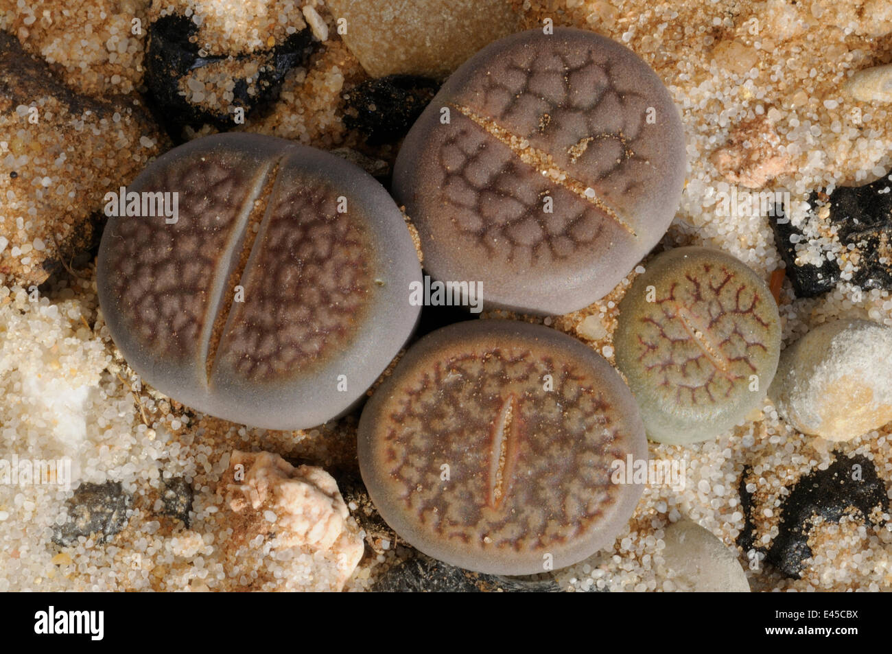 Lithops in namibia hi-res stock photography and images - Alamy