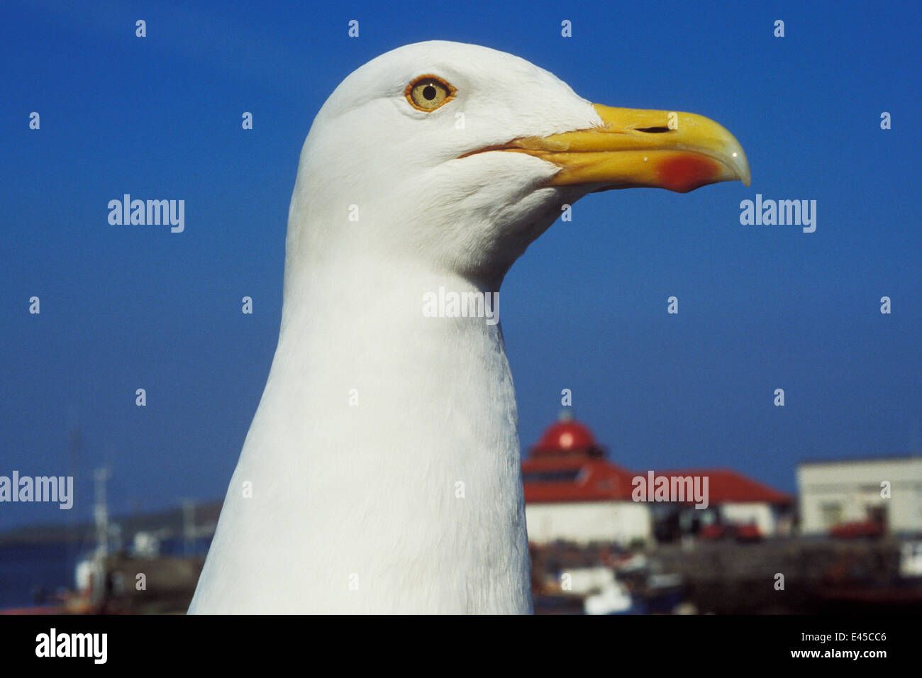 Herring gull (Larus argentus) portrait, Isle of Mull, Inner Hebrides ...