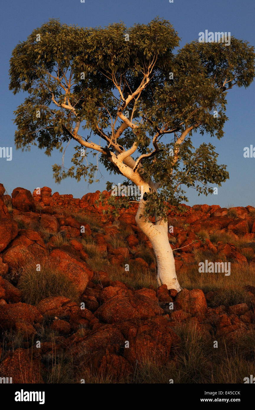 Ghost gum eucalyptus papuana hi-res stock photography and images - Alamy