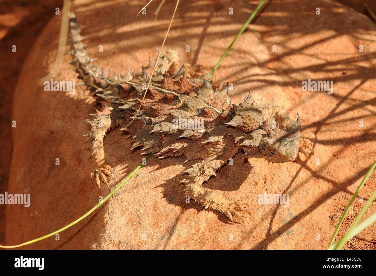 Thorny devil (Moloch horridus), Central Australia, Australia Stock ...