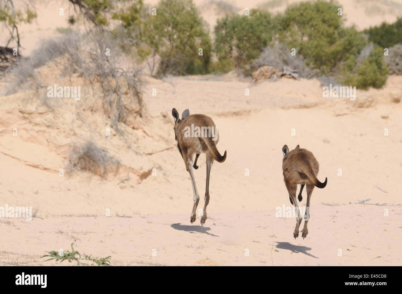 Kangaroo australia pair hopping hi-res stock photography and images - Alamy