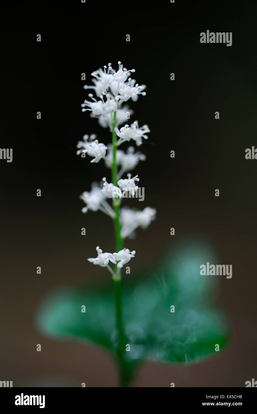 May lily / False lily of the valley (Maianthemum bifolium) in flower ...
