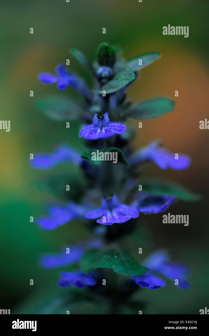 Blue bugle (Ajuga reptans) in flower, Bugleweed, Echternach, Mullerthal ...
