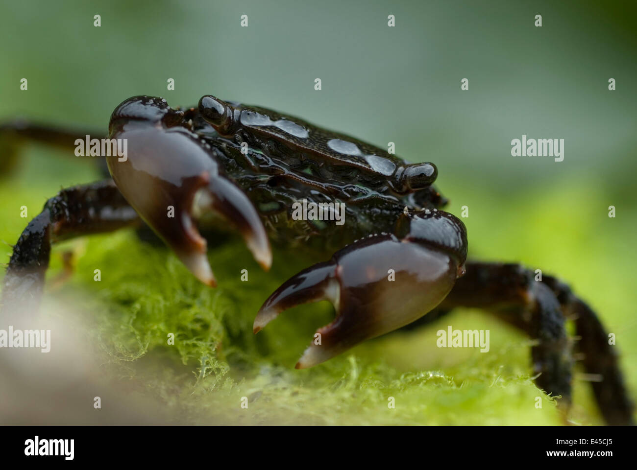 Marbled rock crab (Pachygrapsus marmoratus) portrait, Alentejo, Natural ...