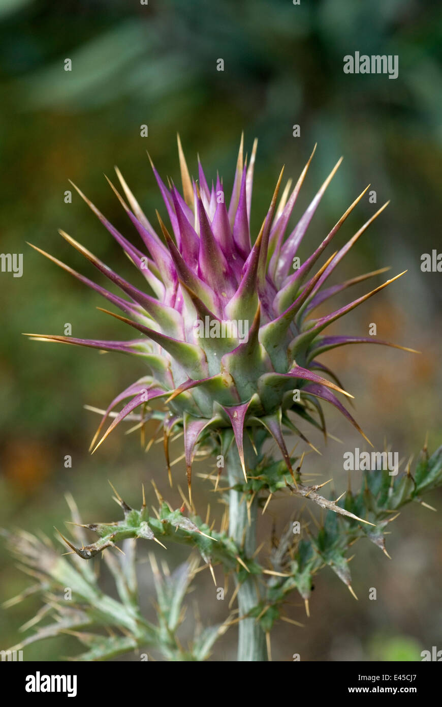 Wild thistle hi-res stock photography and images - Alamy