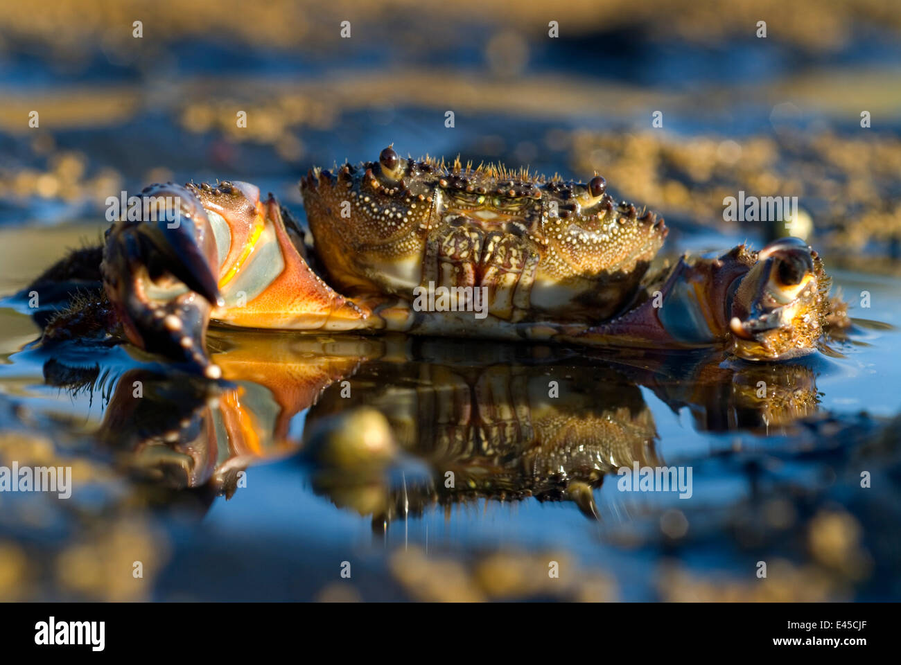 Crab (Eriphia verrucosa) in shallow water, Alentejo, Natural Park of ...