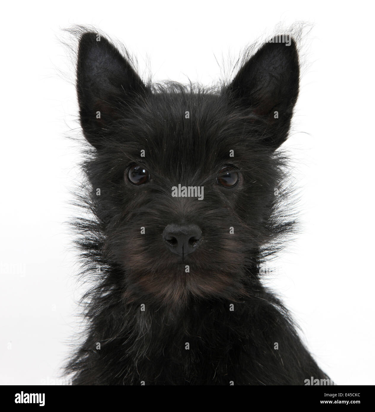 Quizzical black baby hi-res stock photography and images - Alamy