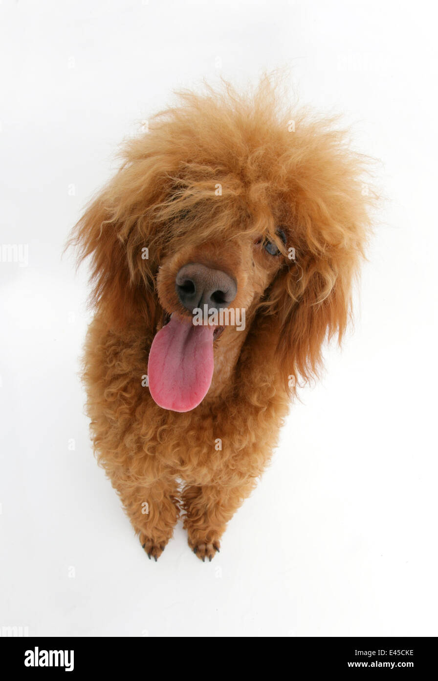 Reggie the dog hi-res stock photography and images - Alamy