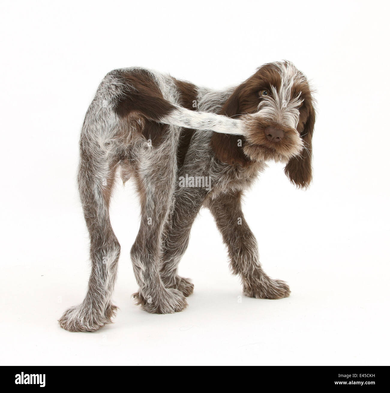 Brown Roan Italian Spinone puppy, Riley, 13 weeks, chewing his tail ...