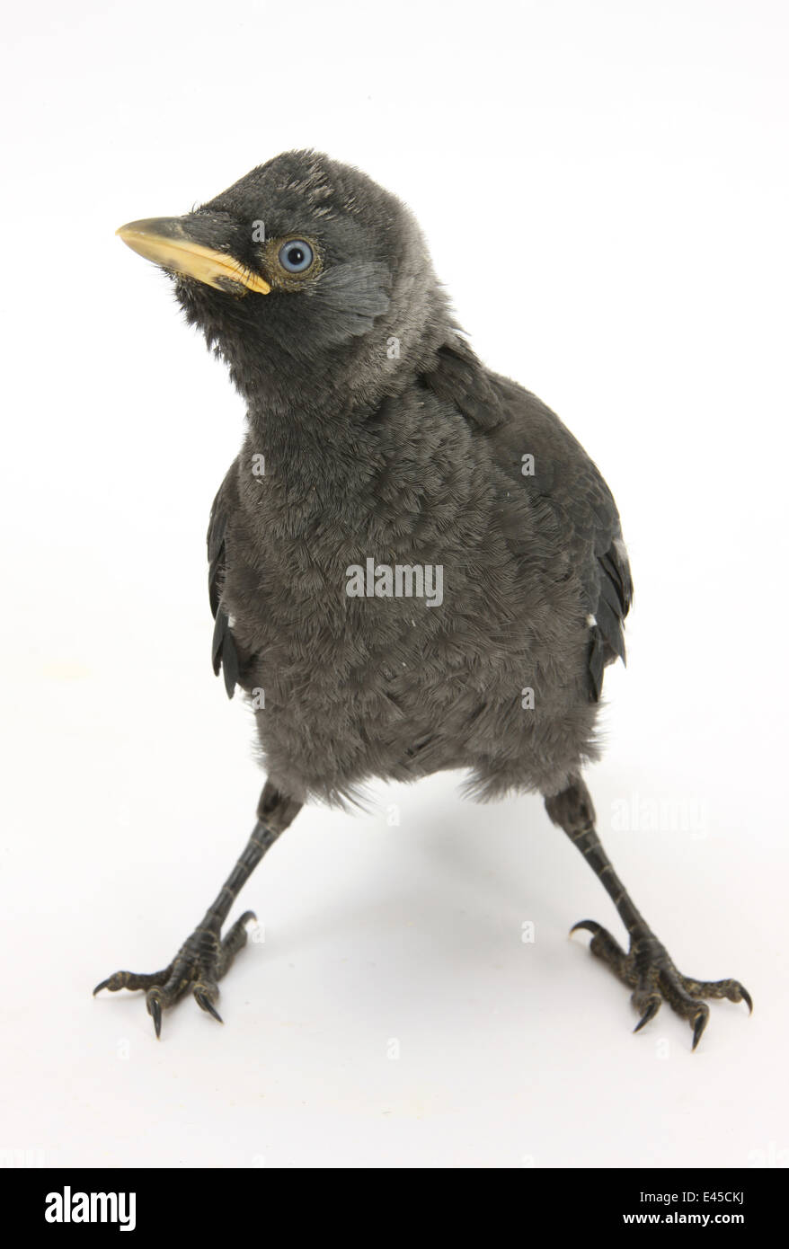 Jackdaw corvus monedula immature hi-res stock photography and images ...