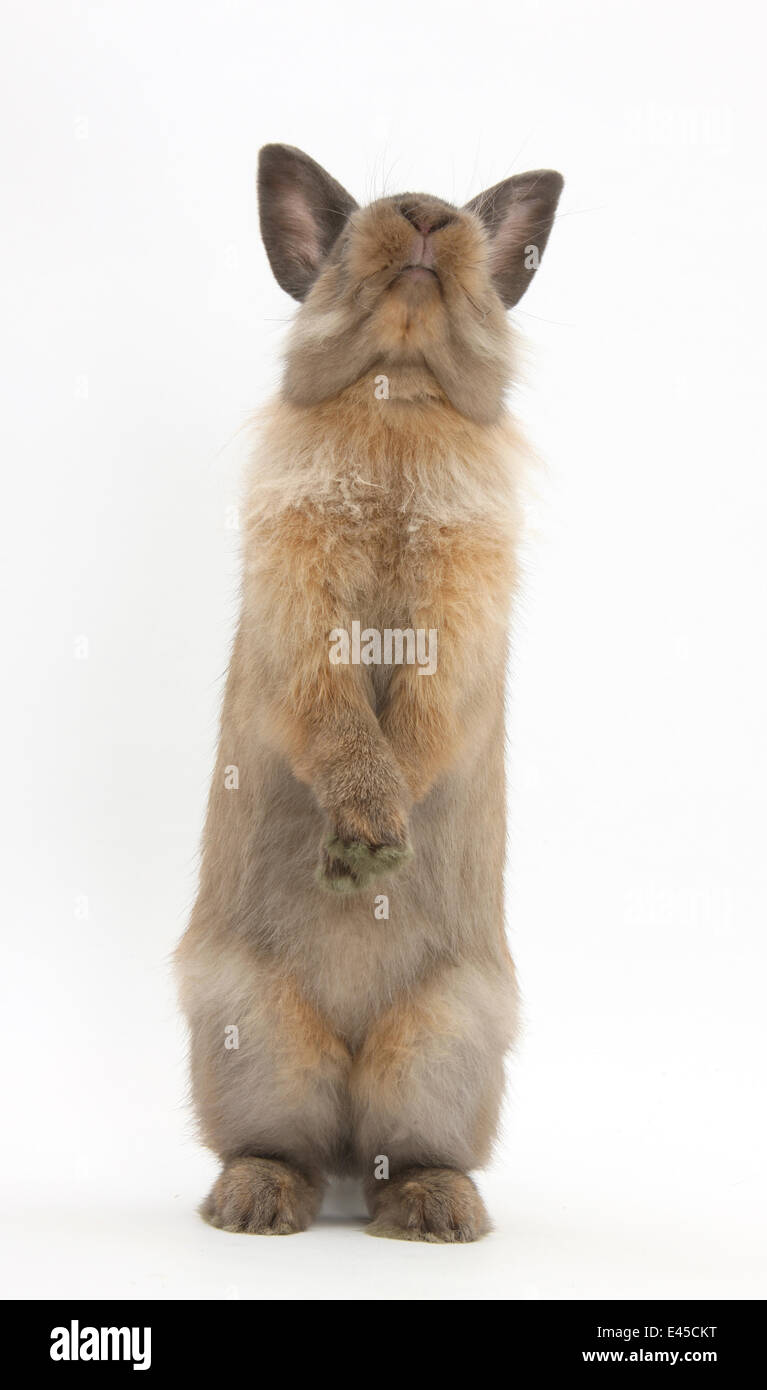 Lionhead-cross rabbit sitting up on its haunches Stock Photo - Alamy