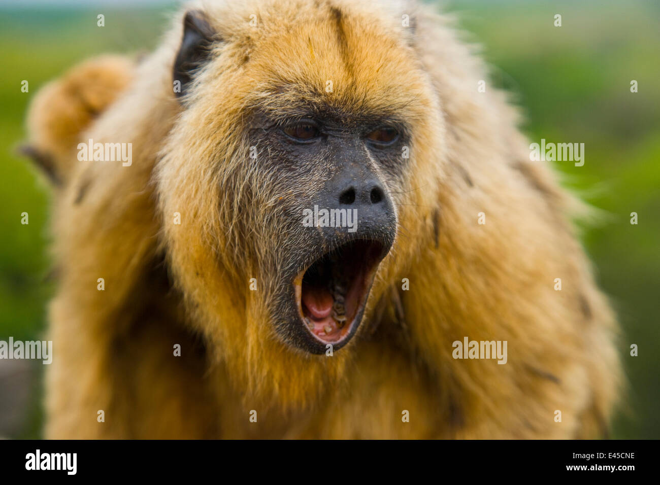 Black howler monkey (Alouatta caraya) female howling, Pantanal NP, Mato ...