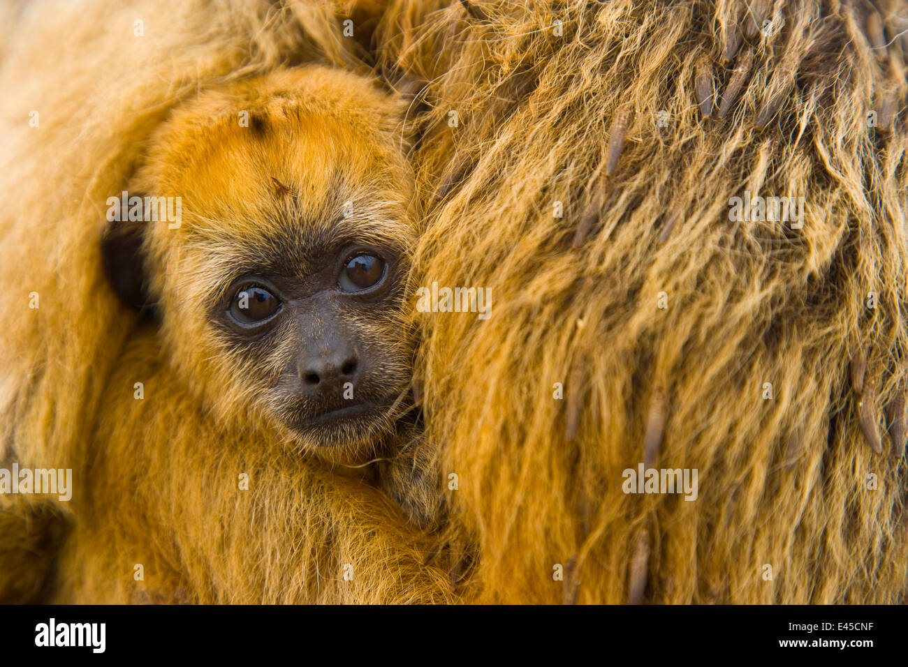 Black howler monkey (Alouatta caraya) baby being carried by mother ...