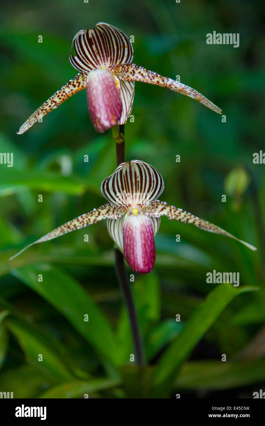 Orchid flower, Mount Kinabalu NP, Sabah, Borneo, Malaysia Stock Photo ...