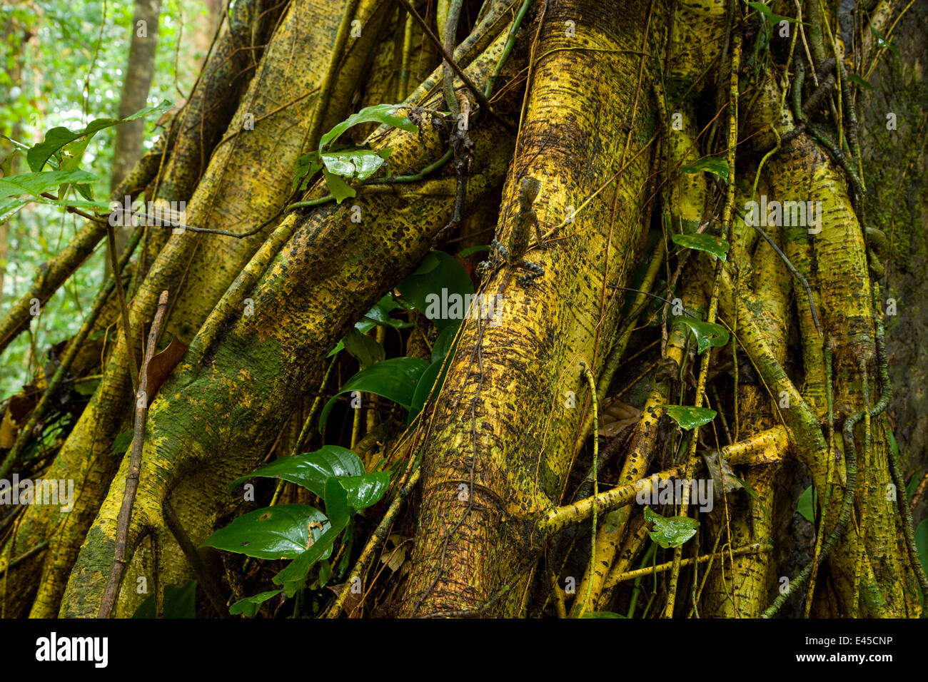 Comb crested dragon lizard {Gonocephalus liogaster} on Strangler fig ...