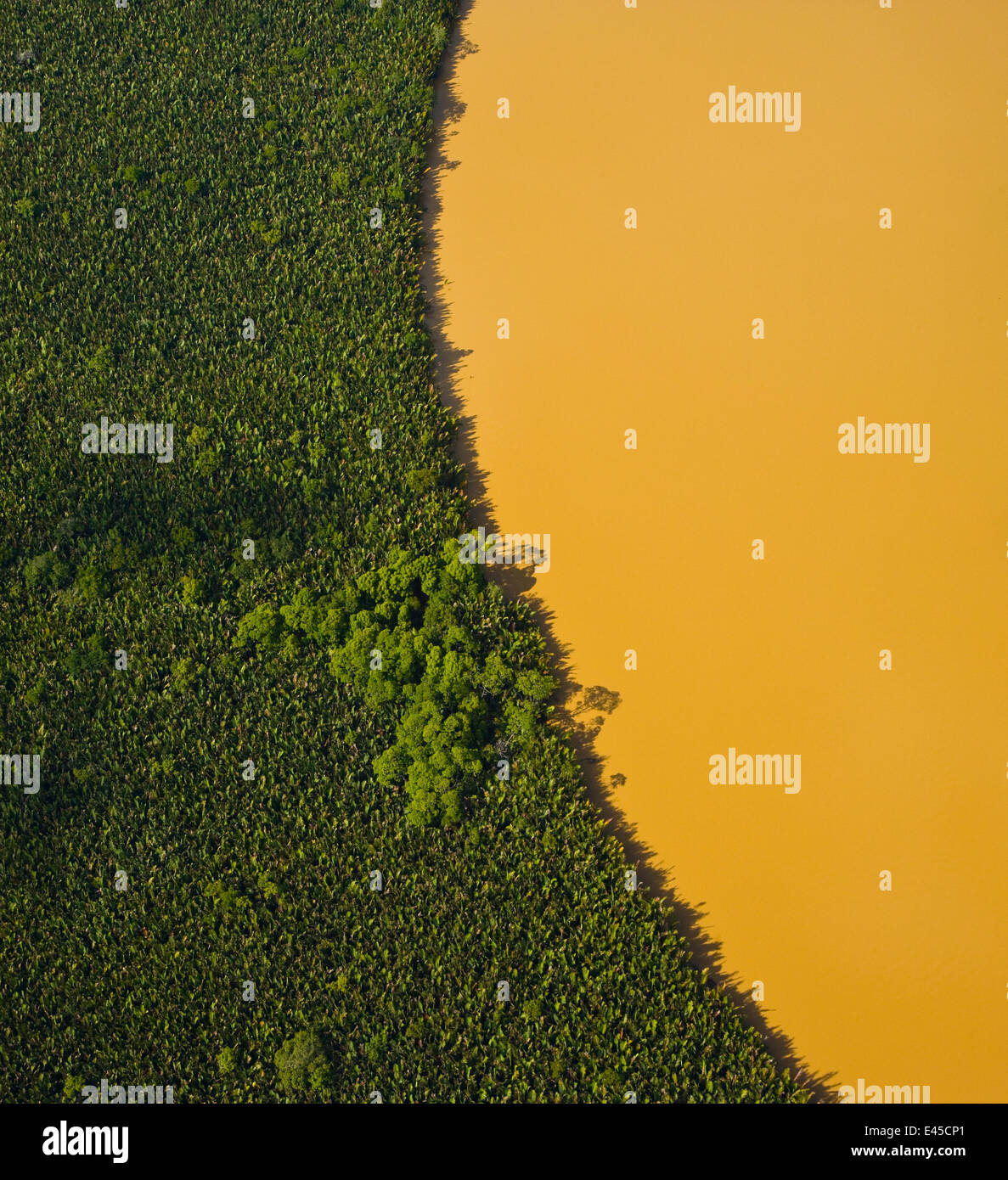 Aerial view of lowland rainforest and Kinabatangan River coloured with ...