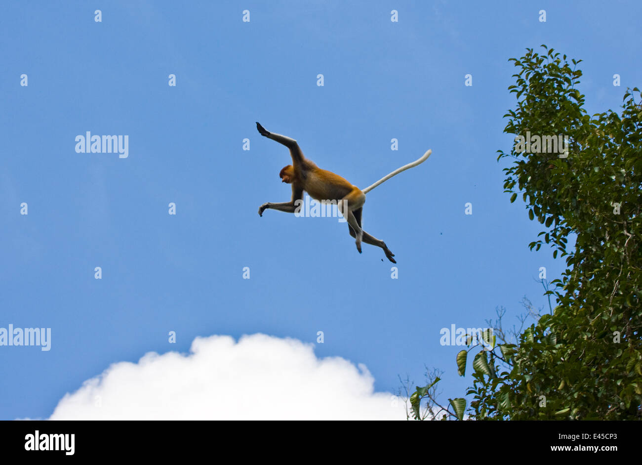 Proboscis monkey {Nasalis larvatus} leaping from lowland rainforest ...