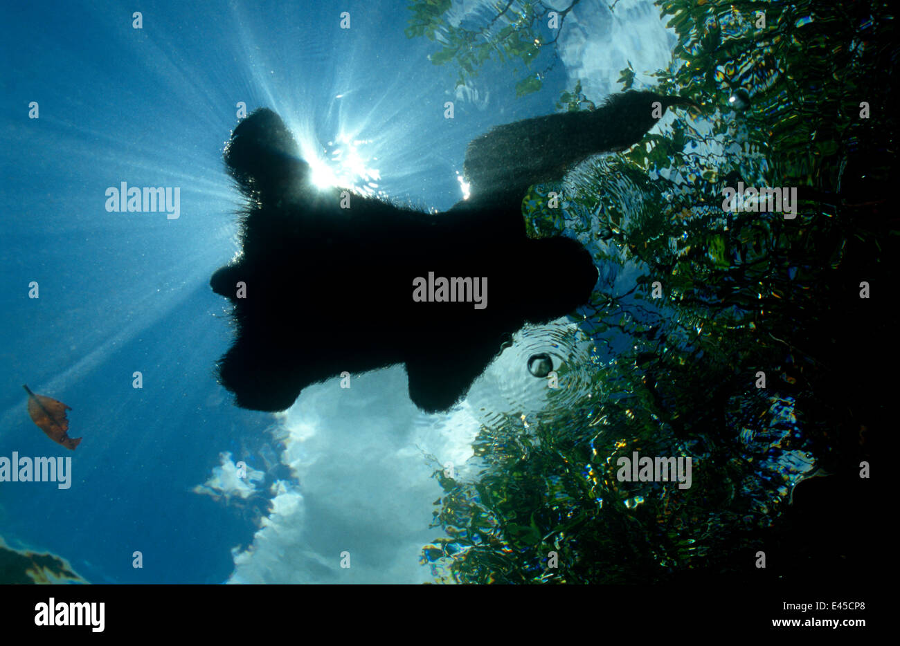 Looking up at Three toed / Pale throated sloth {Bradypus tridactylus ...