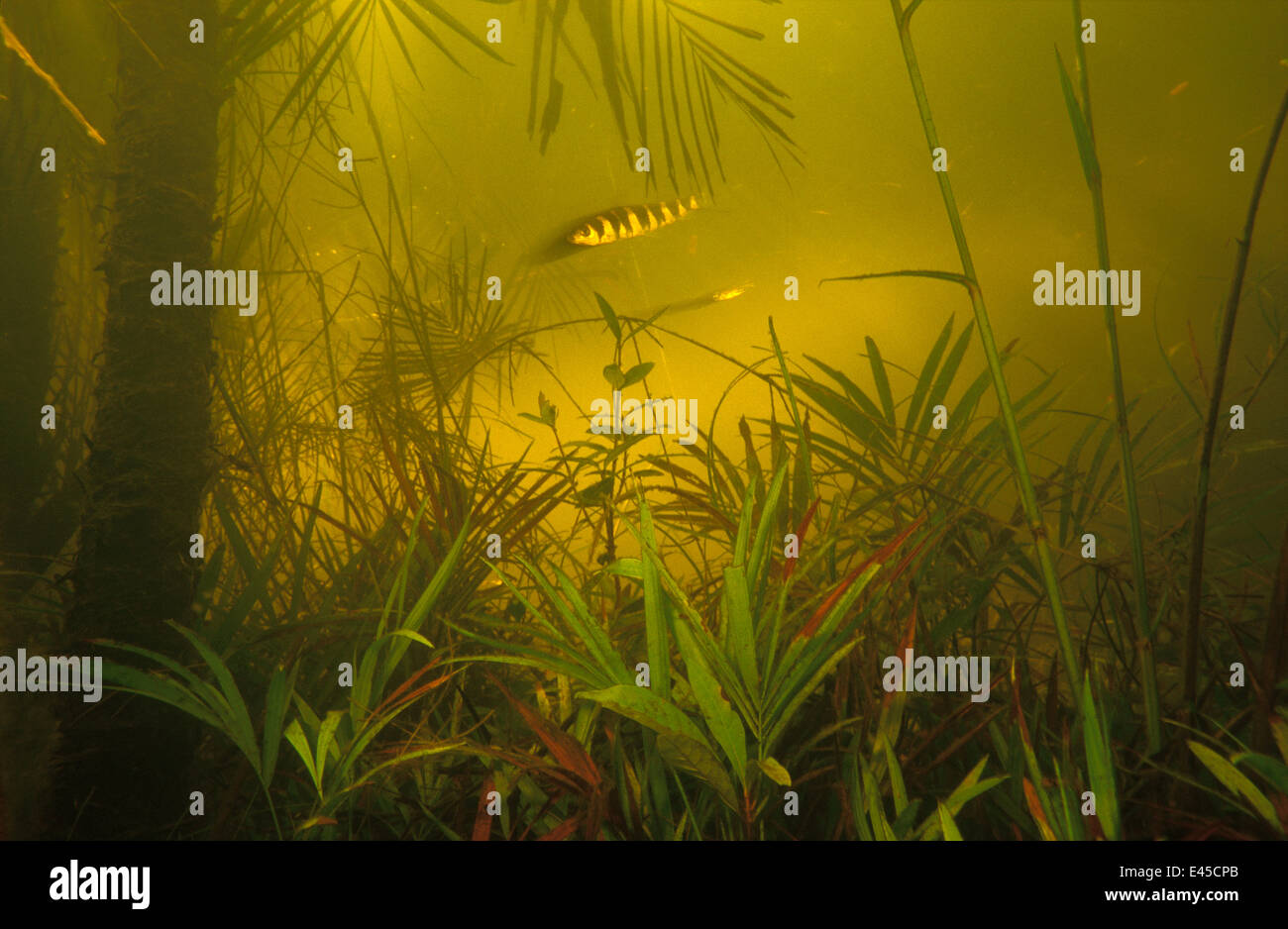 Aracu (Leporinus sp.) in flooded forest, Rio Tabajos, Amazon, Brazil ...