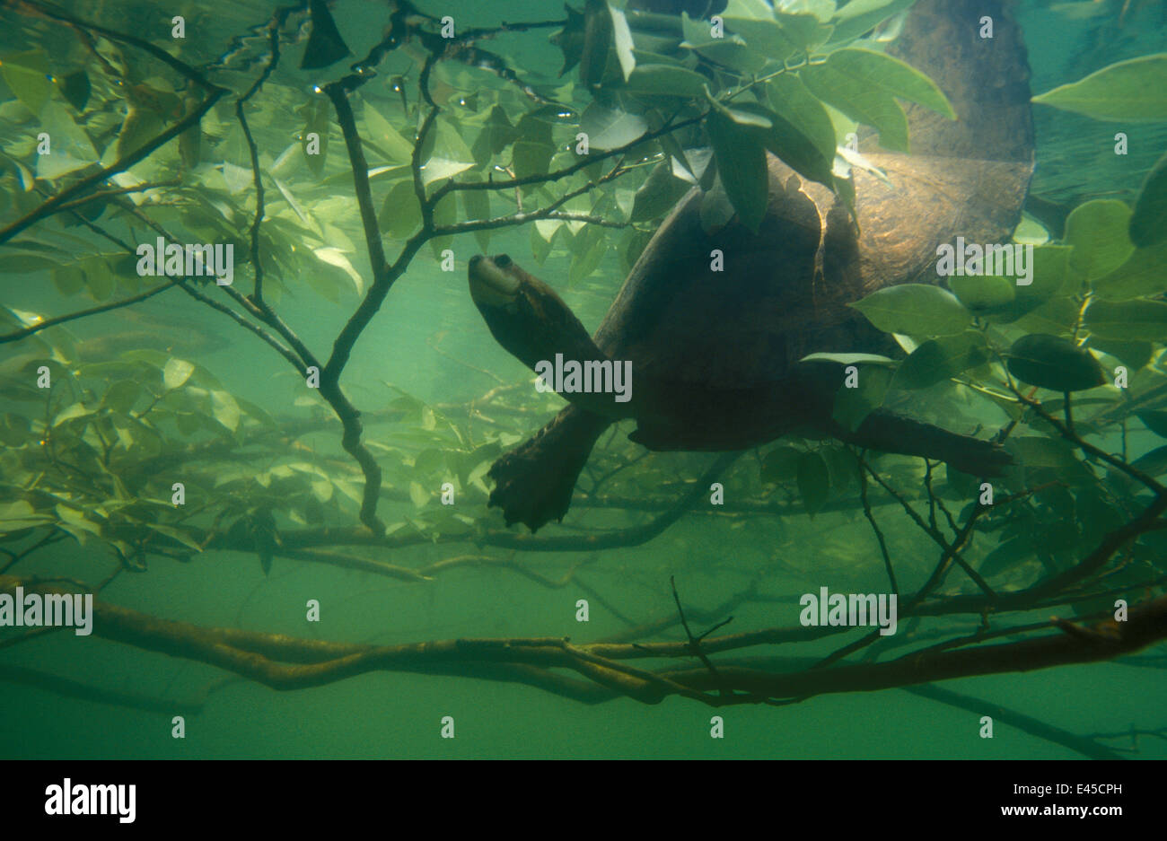 Yellow-spotted river turtle (Podocnemis unifilis), Los Lagos, Beni ...