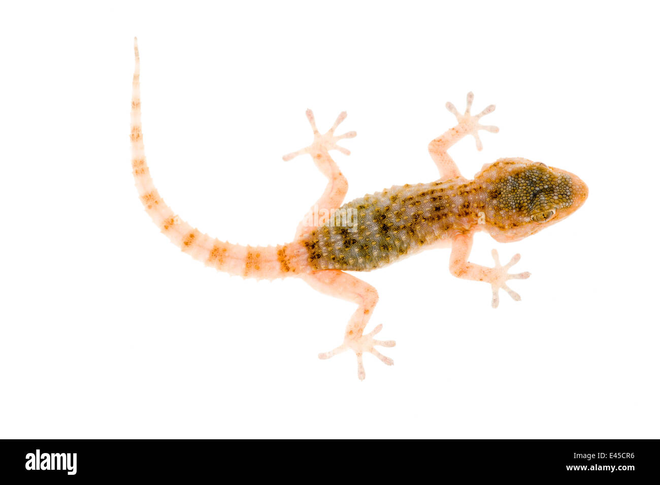 Spanish gecko Cut Out Stock Images & Pictures - Alamy