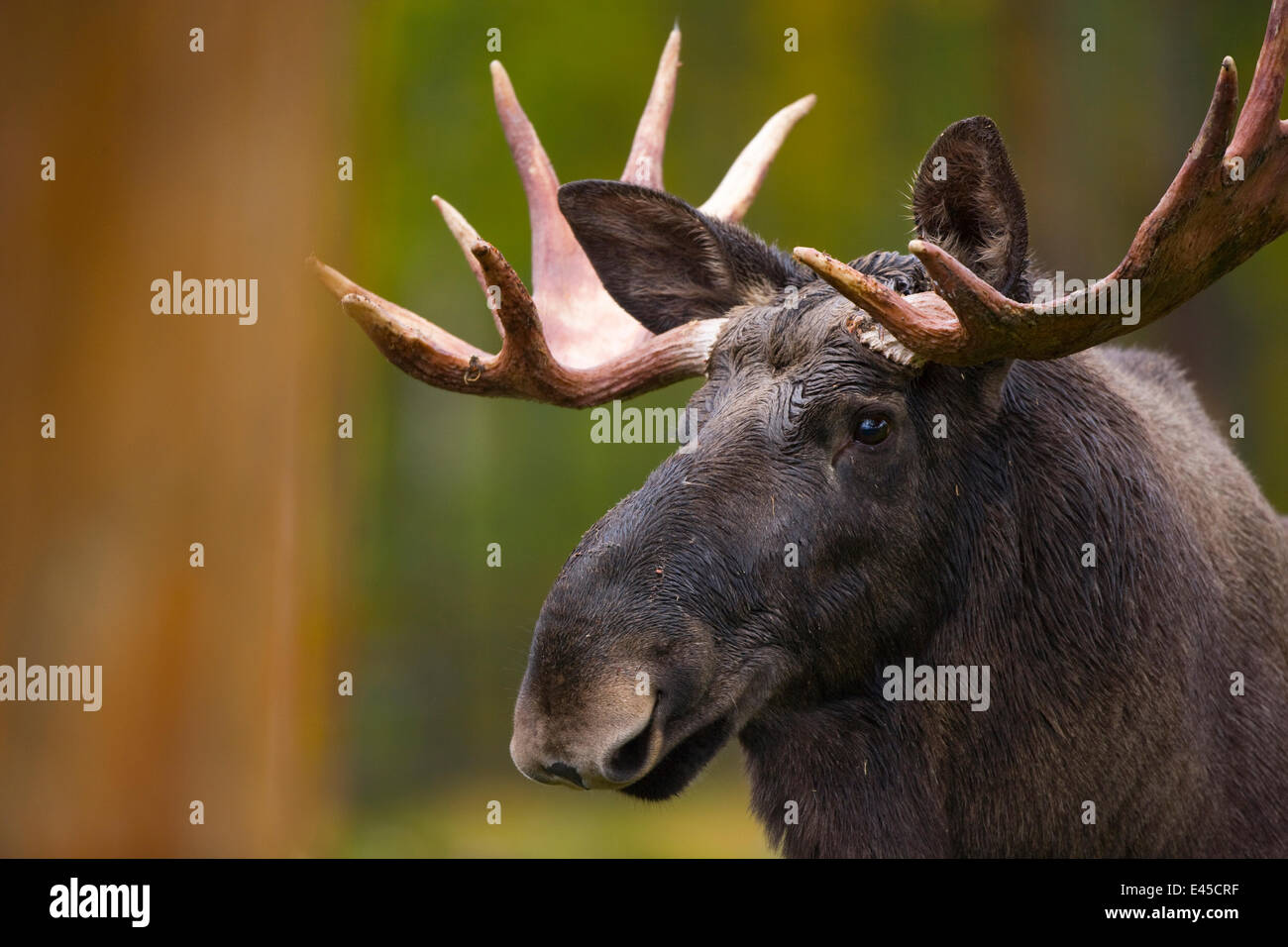 Moose (Alces alces) in Taiga woodland, Laponia / Lappland , Finland ...