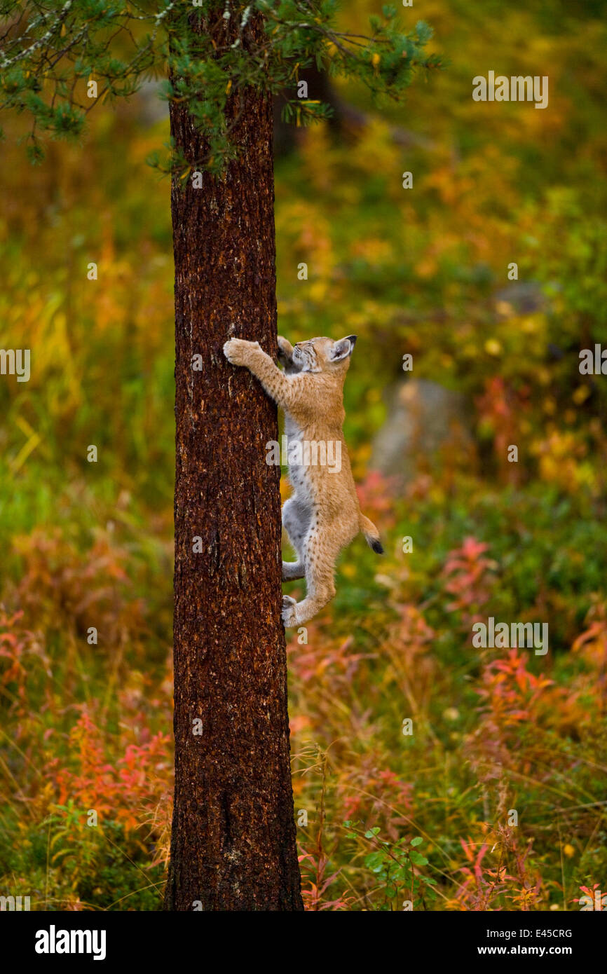 Scandinavian lynx hi-res stock photography and images - Alamy