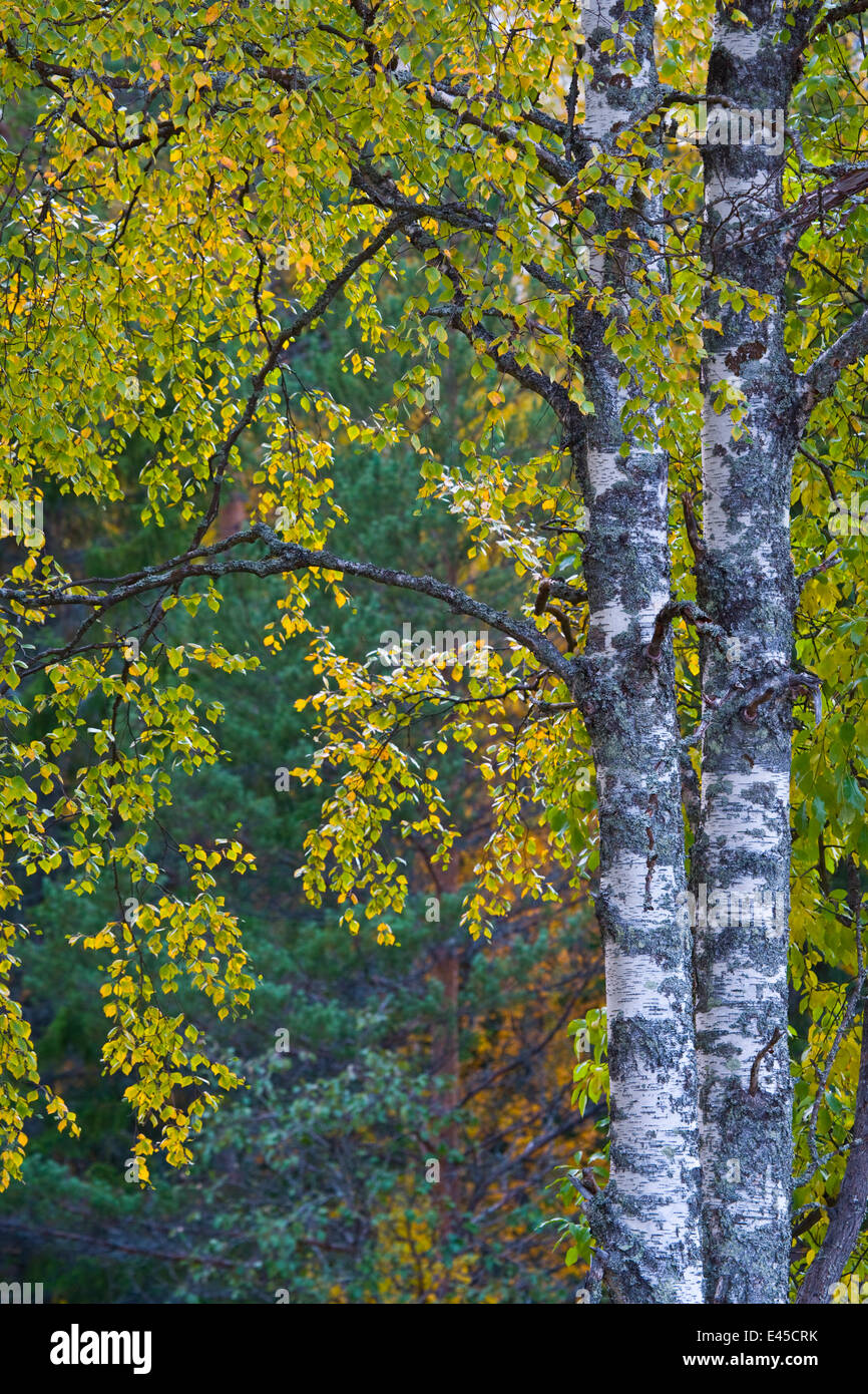 Birch tree in autumn, Taiga woodland, Laponia / Lappland , Finland ...