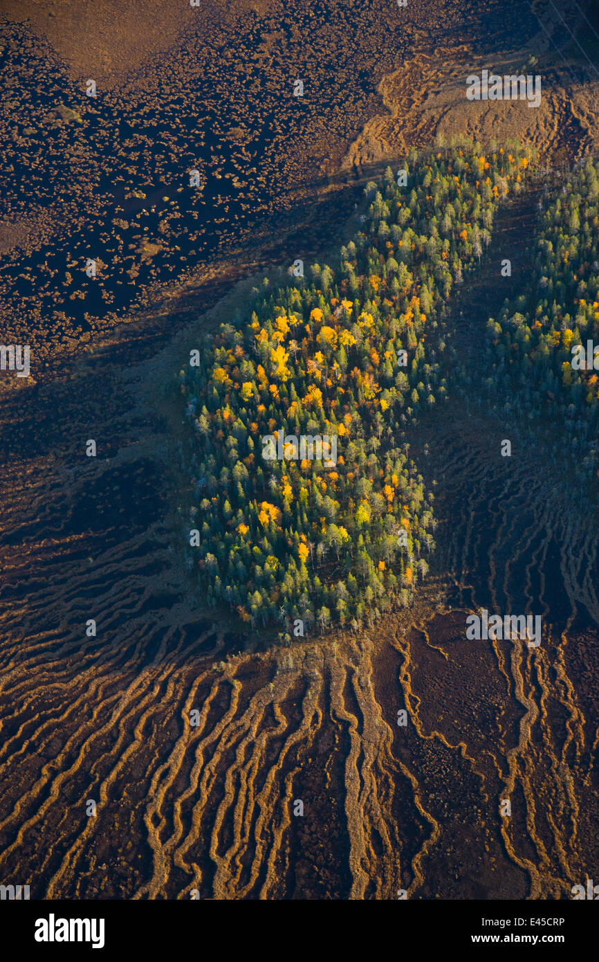 Aerial view of peat wetlands and woodlands, Laponia / Lappland ...
