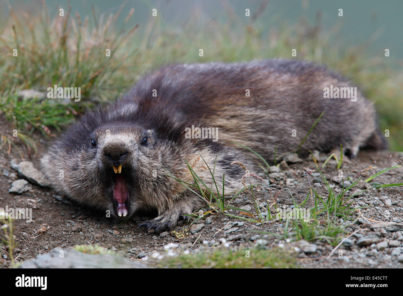 Alpine marmot (Marmota marmota) aggressive behaviour, Hohe Tauern ...